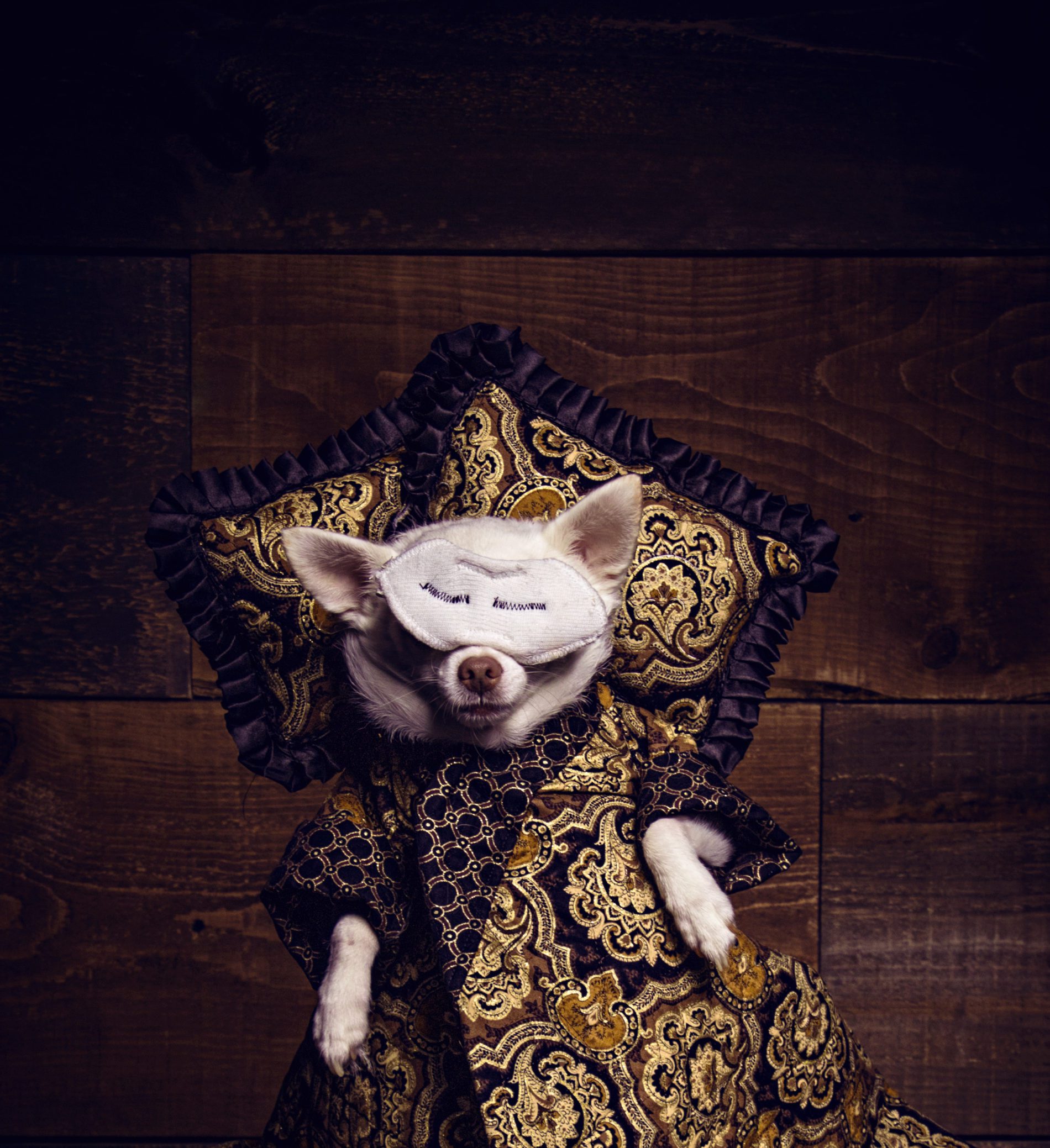 Dogs wearing Recreated Outfits: "Camp" Notes On The Met Gala - The ...